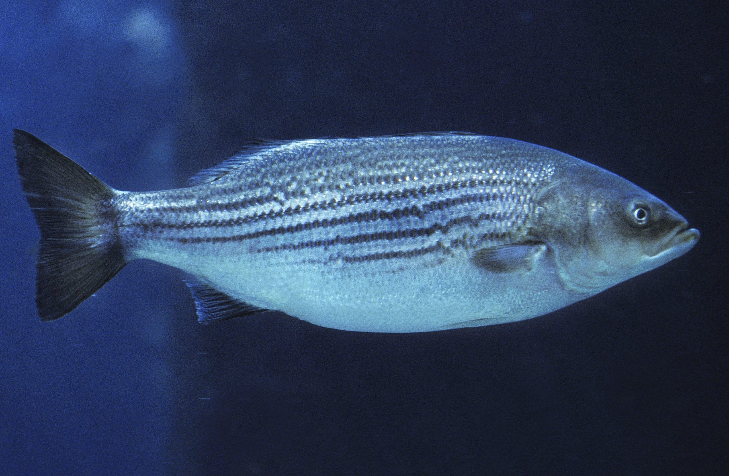 Surf Fishing for Beginners: The Ultimate Guide - Fishing Fanatiks