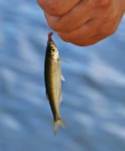 How to Catch Red Drum: Surf Fishing Tips - Fishing Fanatiks